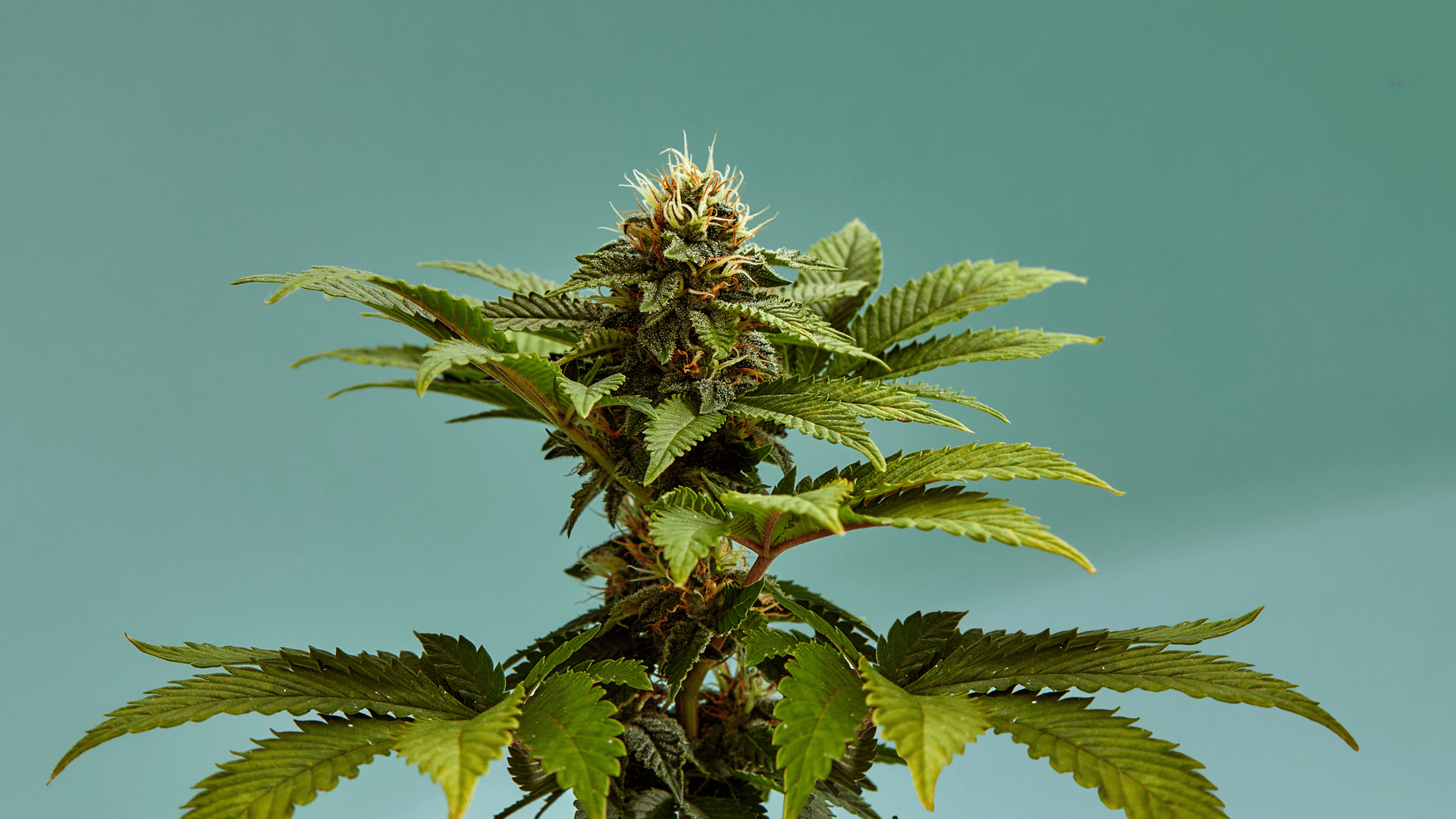 Understanding Auto-Flowering Cannabis Strains | Embarc Understanding Auto-Flowering Cannabis Strains | Embarc